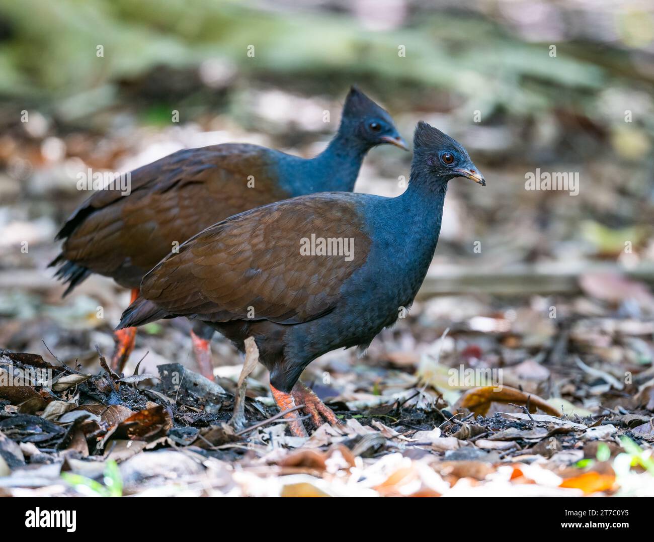 A pair Orange-footed Megapodes (Megapodius reinwardt) walking on ground ...