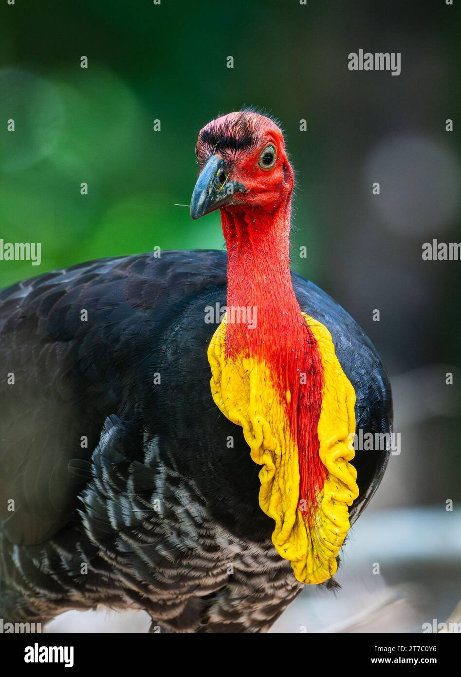 A bright colored male Australian Brushturkey (Alectura lathami) in ...