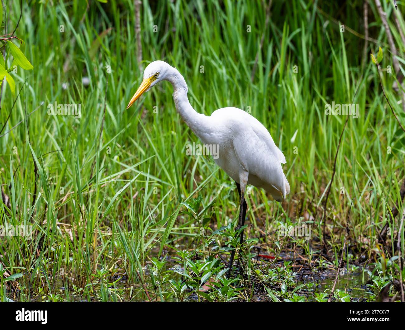 Ardea plumifera hi-res stock photography and images - Alamy