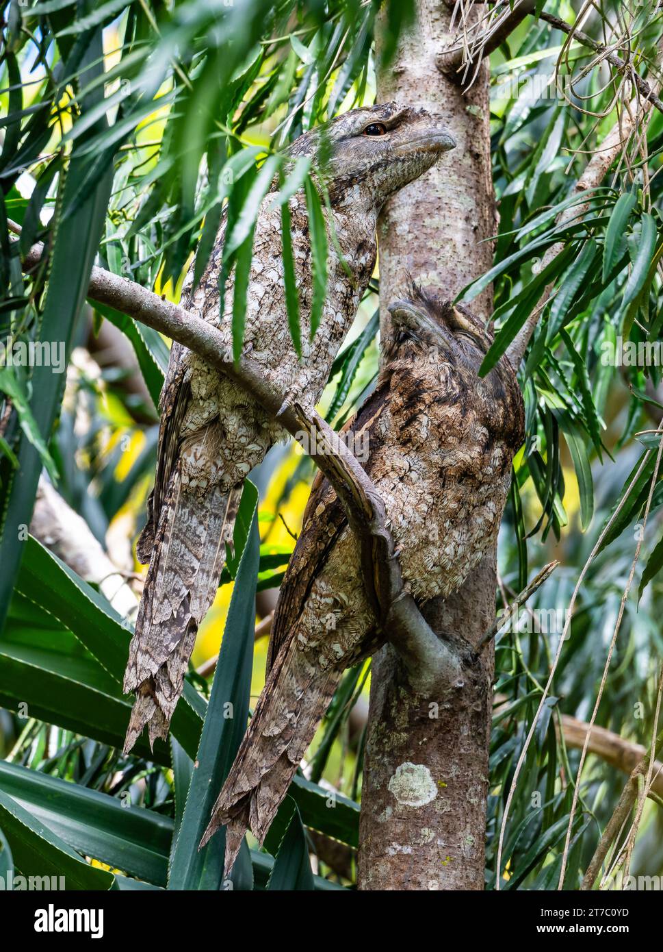 Podargus papuensis papuan podargus hi-res stock photography and images ...
