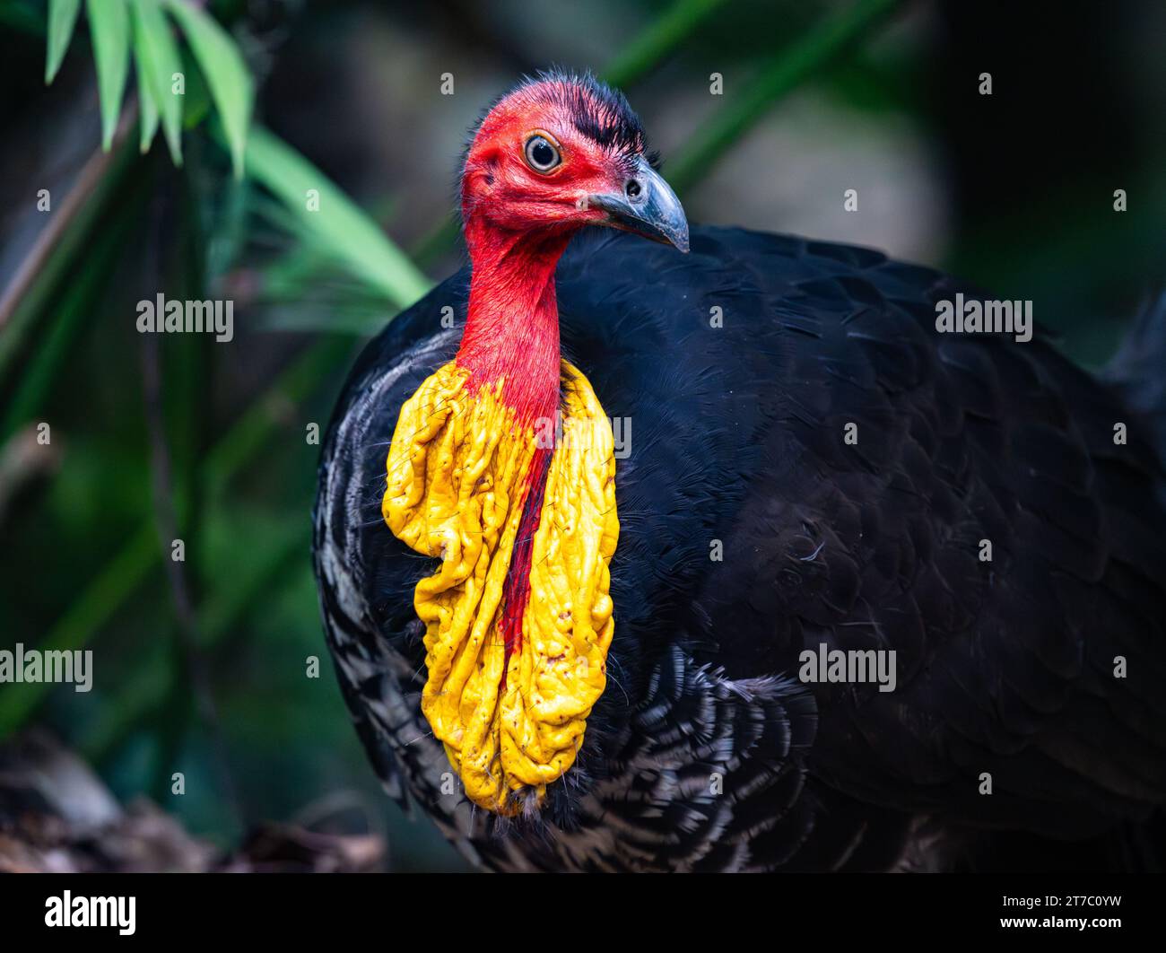 A bright colored male Australian Brushturkey (Alectura lathami) in ...