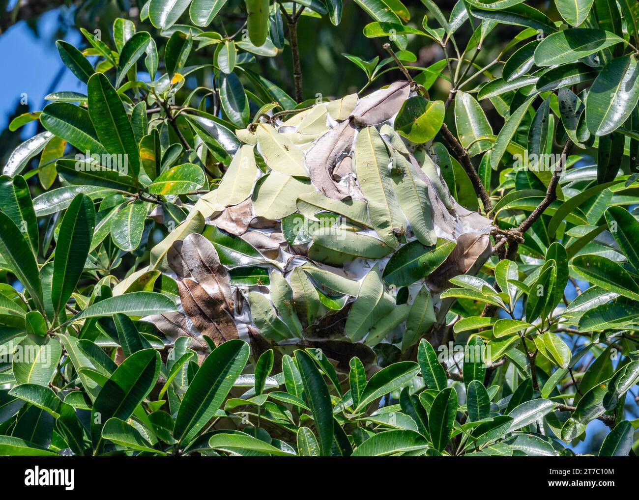 A nest made by insect with leaves glued together by white silk ...