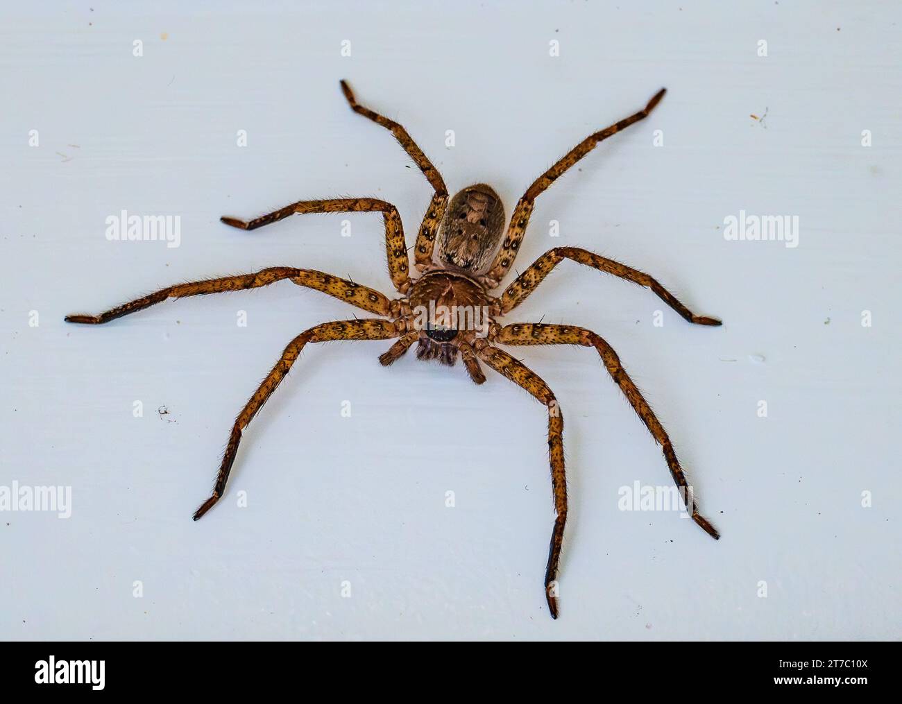 A Giant Huntsman Spider (Heteropoda sp.) on a white wall. Queensland ...