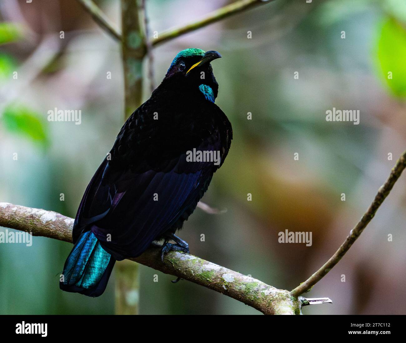 A male Victoria's Riflebird (Ptiloris victoriae) perched on a branch ...