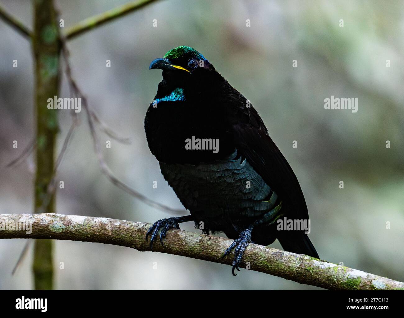 A male Victoria's Riflebird (Ptiloris victoriae) perched on a branch ...