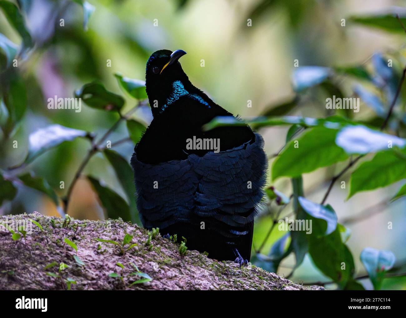 A male Victoria's Riflebird (Ptiloris victoriae) perched on a branch ...