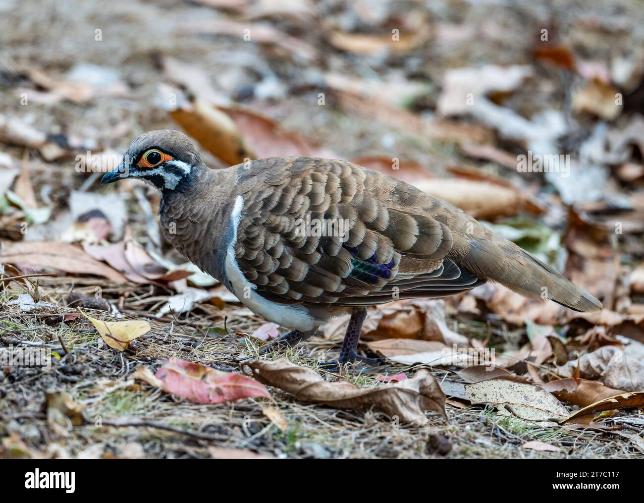 A Squatter Pigeon (Geophaps scripta) foraging on ground. Queensland ...