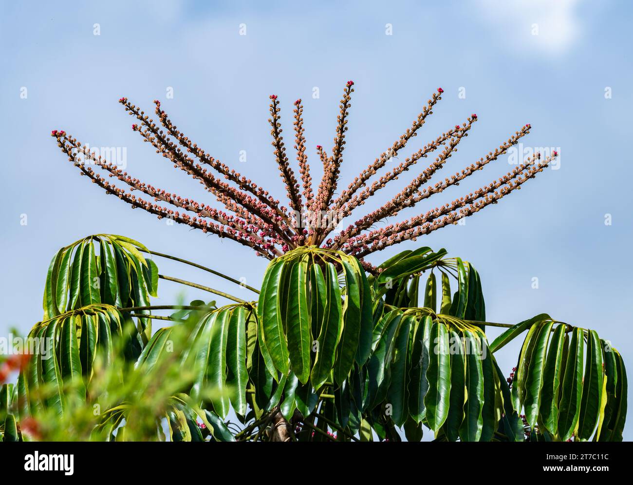 Red flowers of Australia Umbrella tree (Schefflera actinophylla), or ...