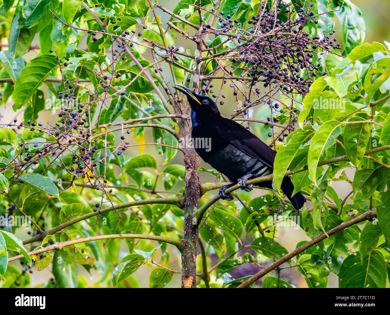 A male Victoria's Riflebird (Ptiloris victoriae) feeding on fruits ...