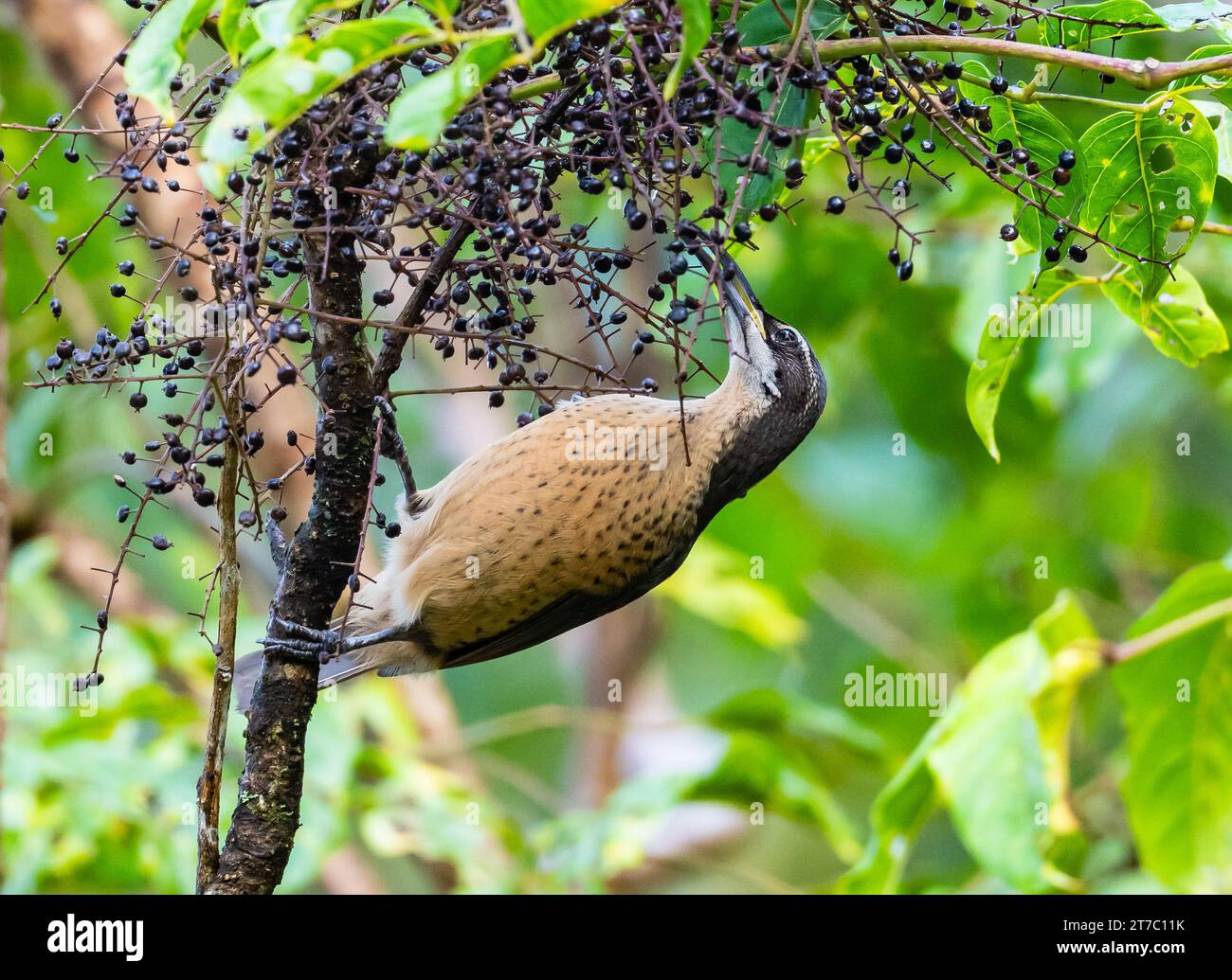 A female Victoria's Riflebird (Ptiloris victoriae) feeding on fruits ...
