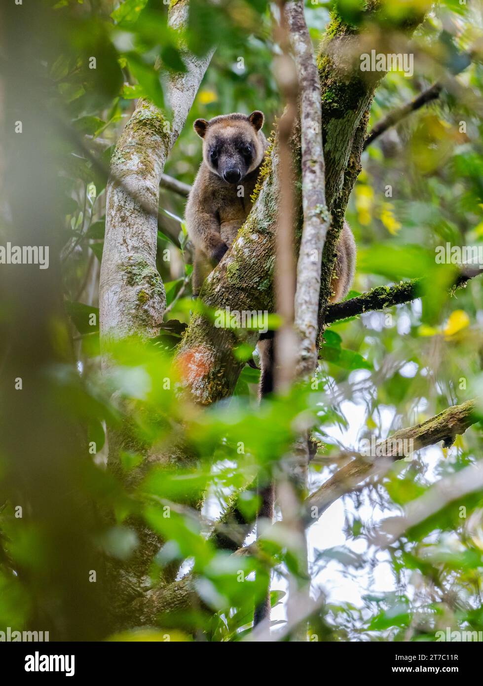 A Lumholtz's Tree-kangaroo (Dendrolagus lumholtzi) sitting on a tree in ...