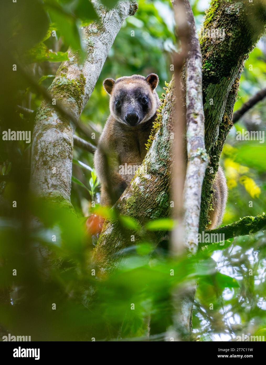 A Lumholtz's Tree-kangaroo (Dendrolagus lumholtzi) sitting on a tree in ...