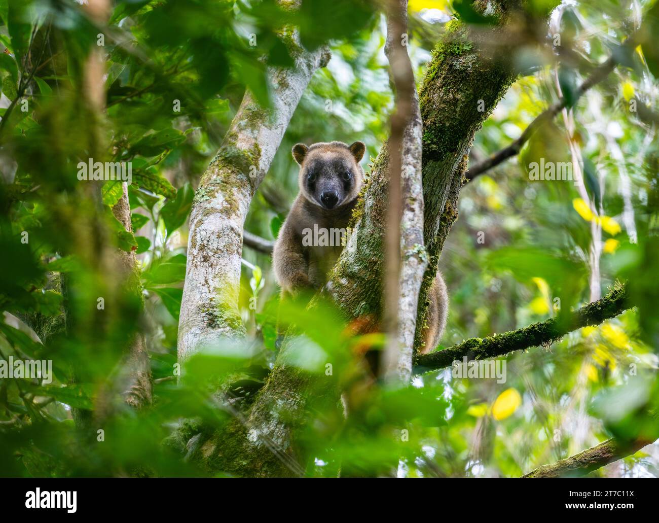 A Lumholtz's Tree-kangaroo (Dendrolagus lumholtzi) sitting on a tree in ...