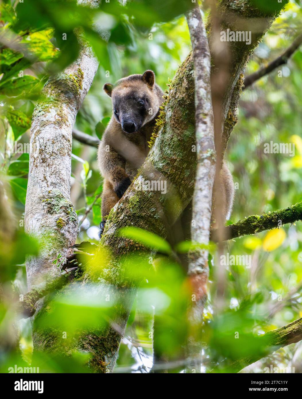 A Lumholtz's Tree-kangaroo (Dendrolagus lumholtzi) sitting on a tree in ...