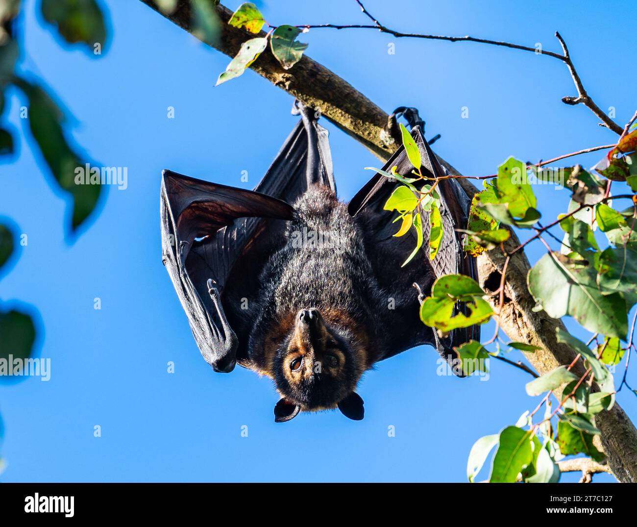 Spectacled flying fox (Pteropus conspicillatus) at their day roost tree ...