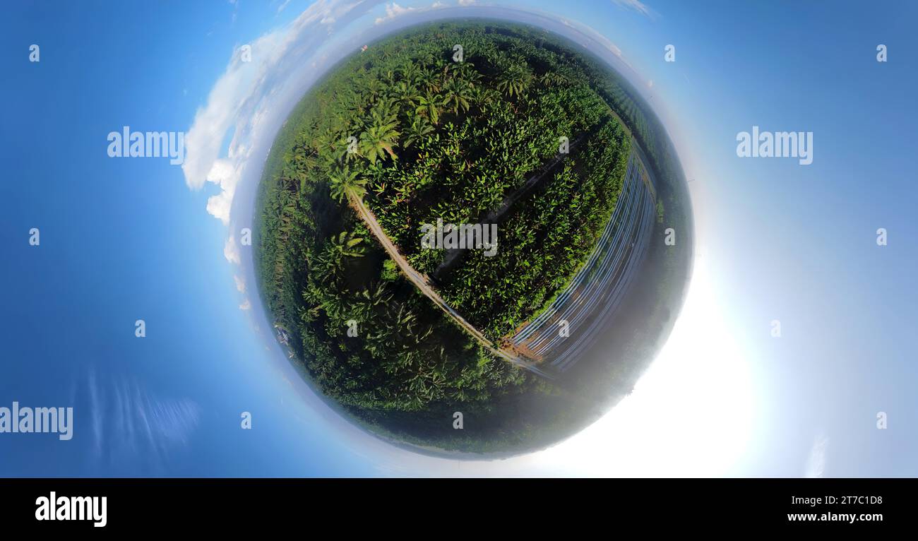 spherical view on the environment scene around the palm oil plantation ...