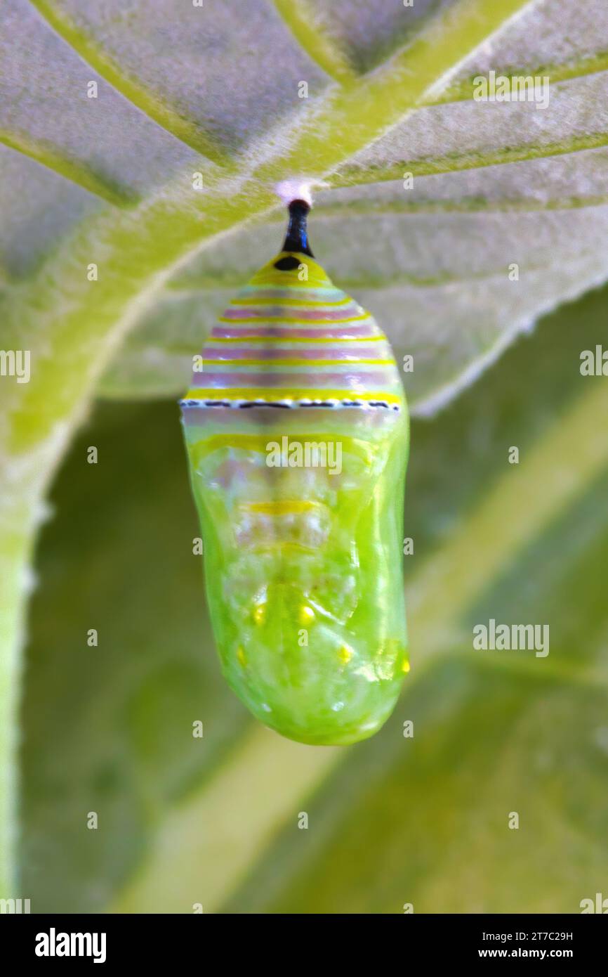 Close-up of a monarch chrysalis as it begins the phase to become a ...