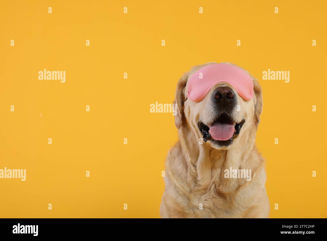 Cute Labrador Retriever with sleep mask on yellow background, space for ...