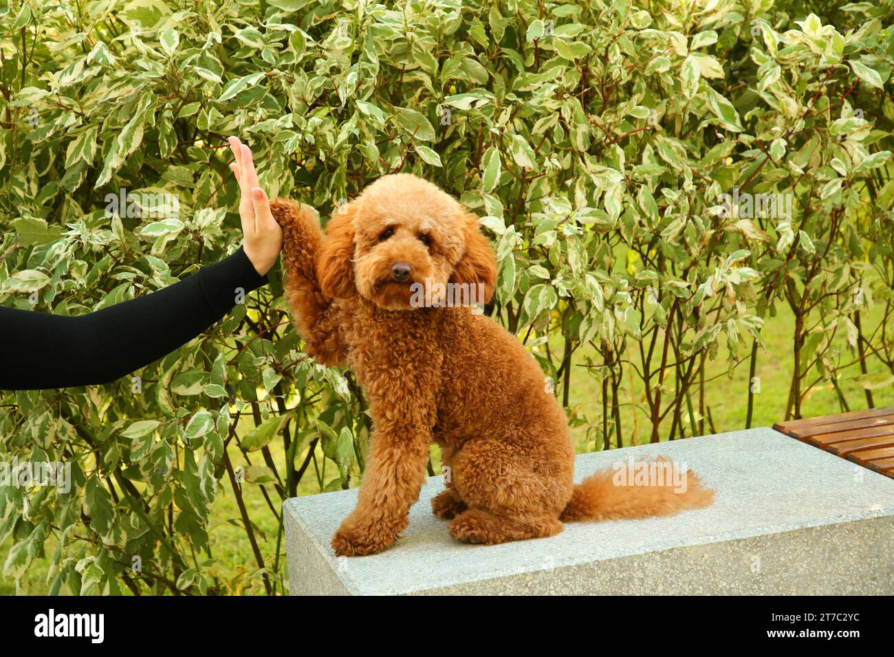 Cute dog giving high five to woman outdoors, closeup Stock Photo - Alamy