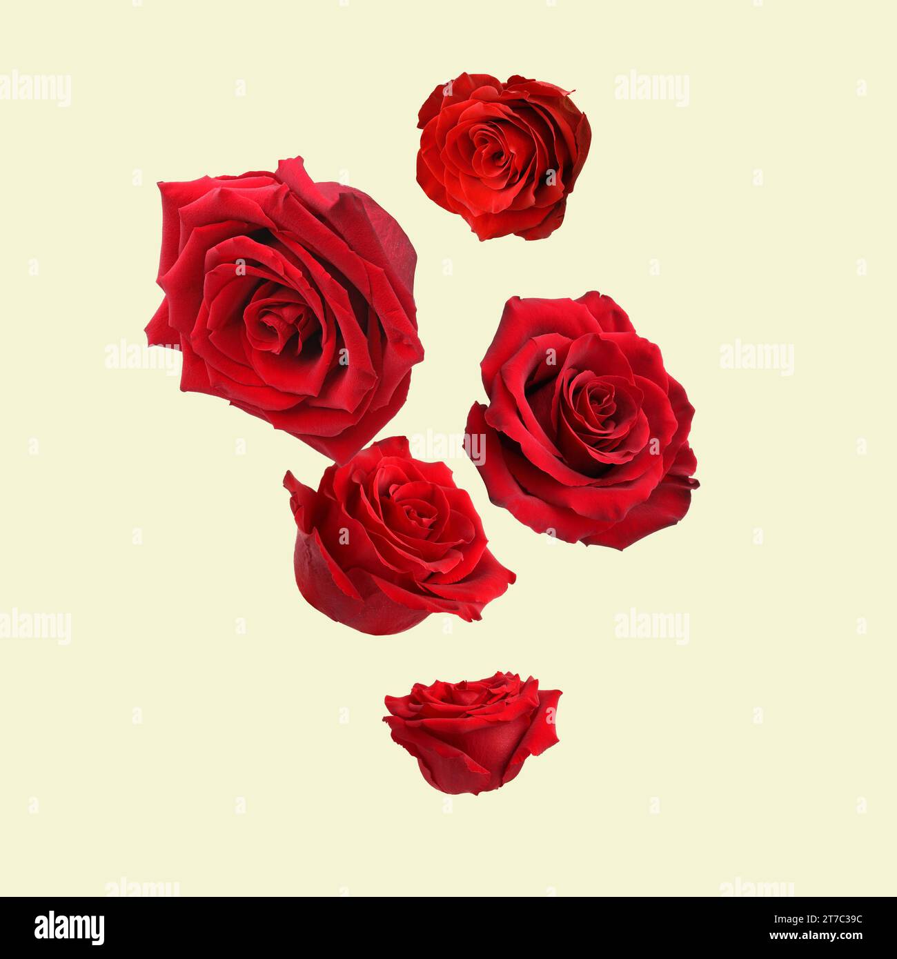 Beautiful red roses falling on beige background Stock Photo - Alamy