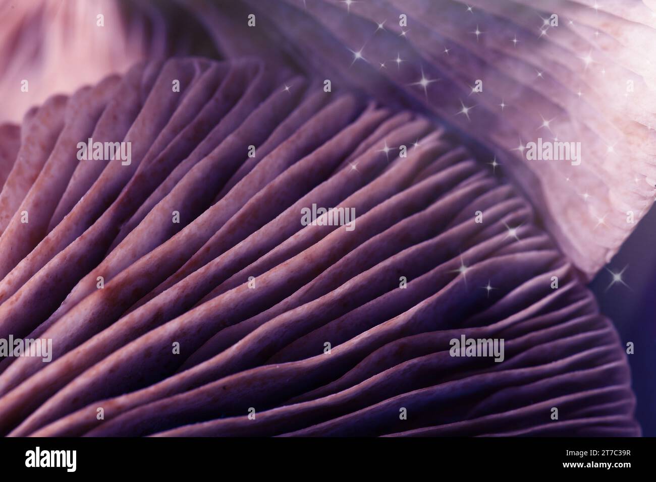 Fresh psilocybin (magic) mushrooms with stars, closeup view. Color ...