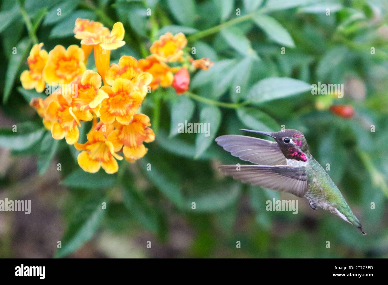 Tecoma bells of fire hi-res stock photography and images - Alamy