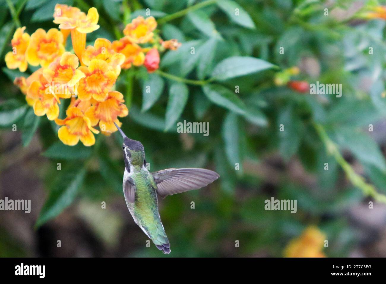 Tecoma bells of fire hi-res stock photography and images - Alamy