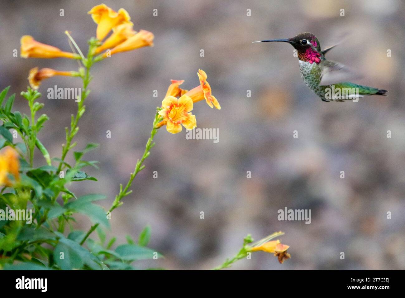 Tecoma bells of fire hi-res stock photography and images - Alamy