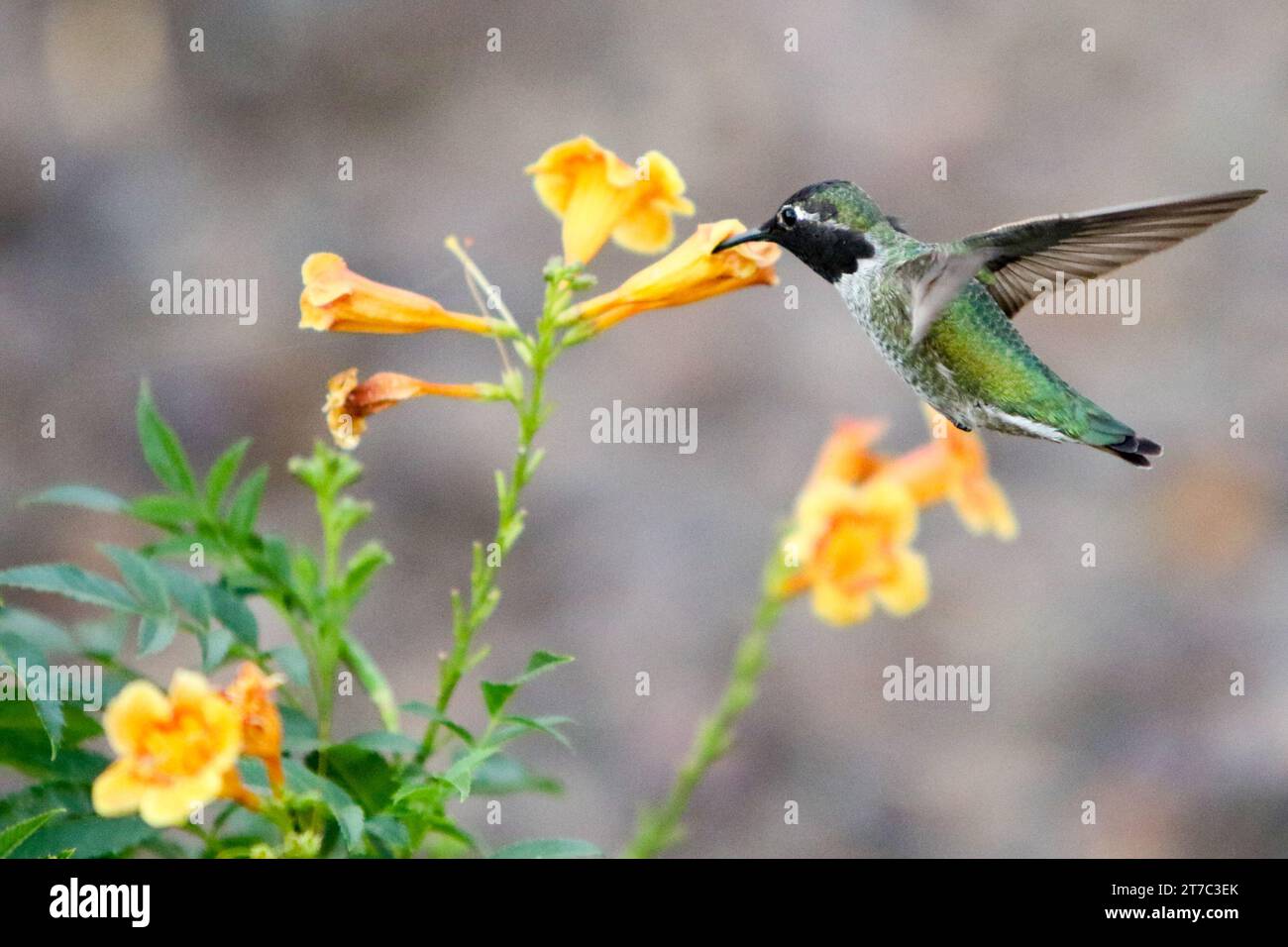Bells of fire plant hi-res stock photography and images - Alamy