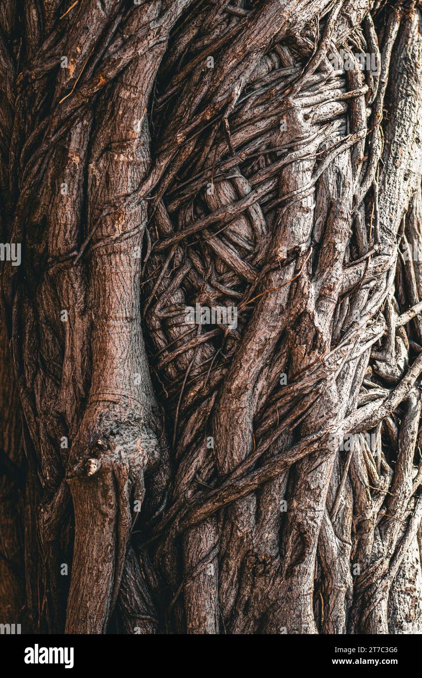 Veiny patterns hi-res stock photography and images - Alamy