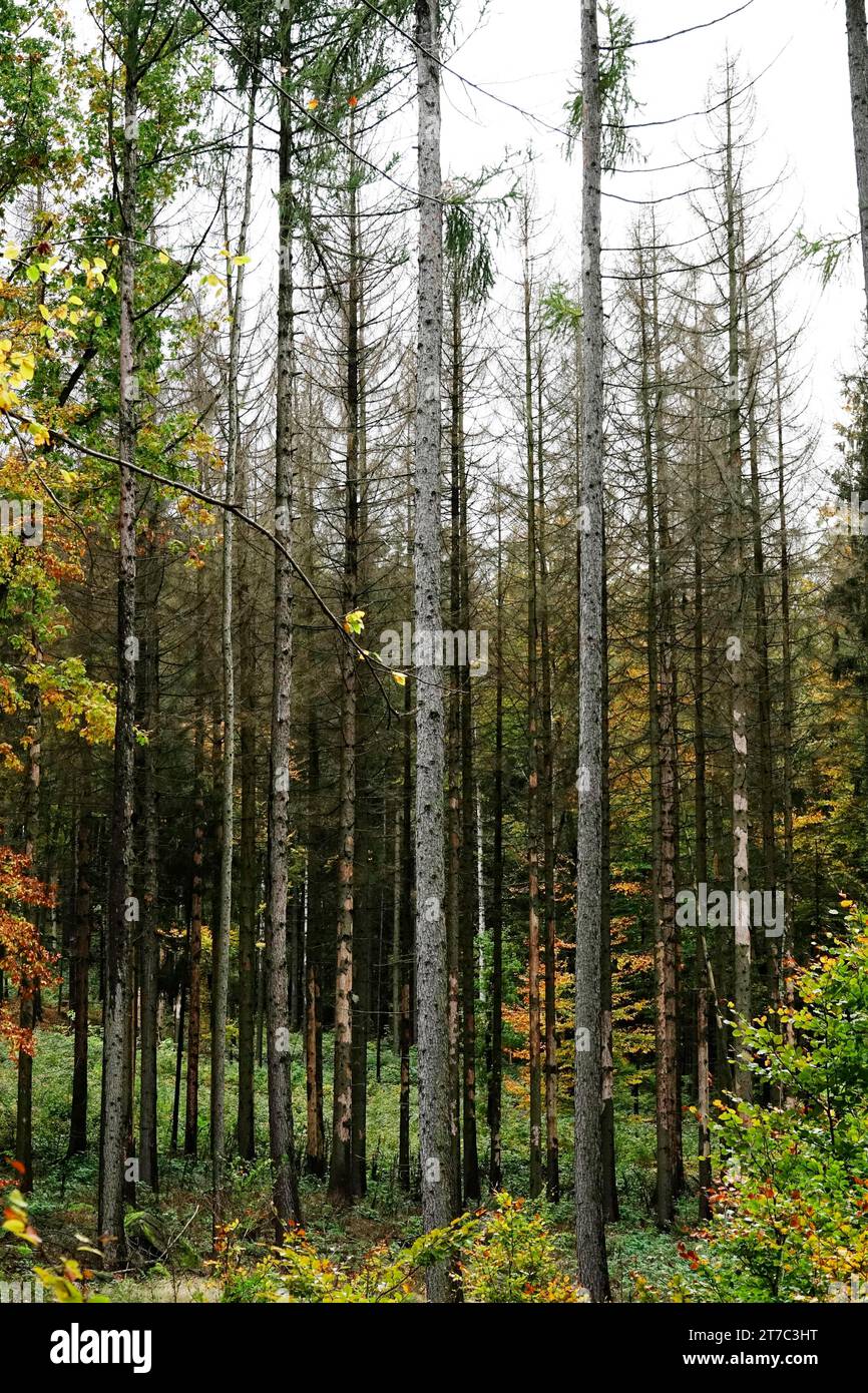 Damaged forest, drought, October, Germany Stock Photo - Alamy