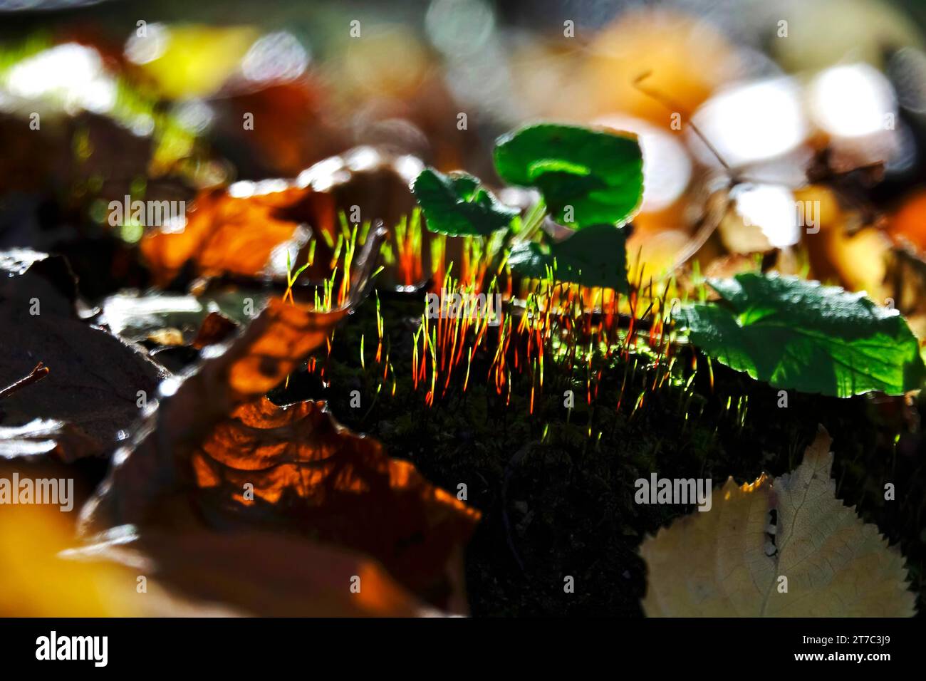 Beautiful mosses in the forest, October, Germany Stock Photo - Alamy