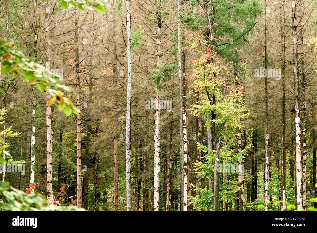 Damaged forest, drought, October, Germany Stock Photo - Alamy