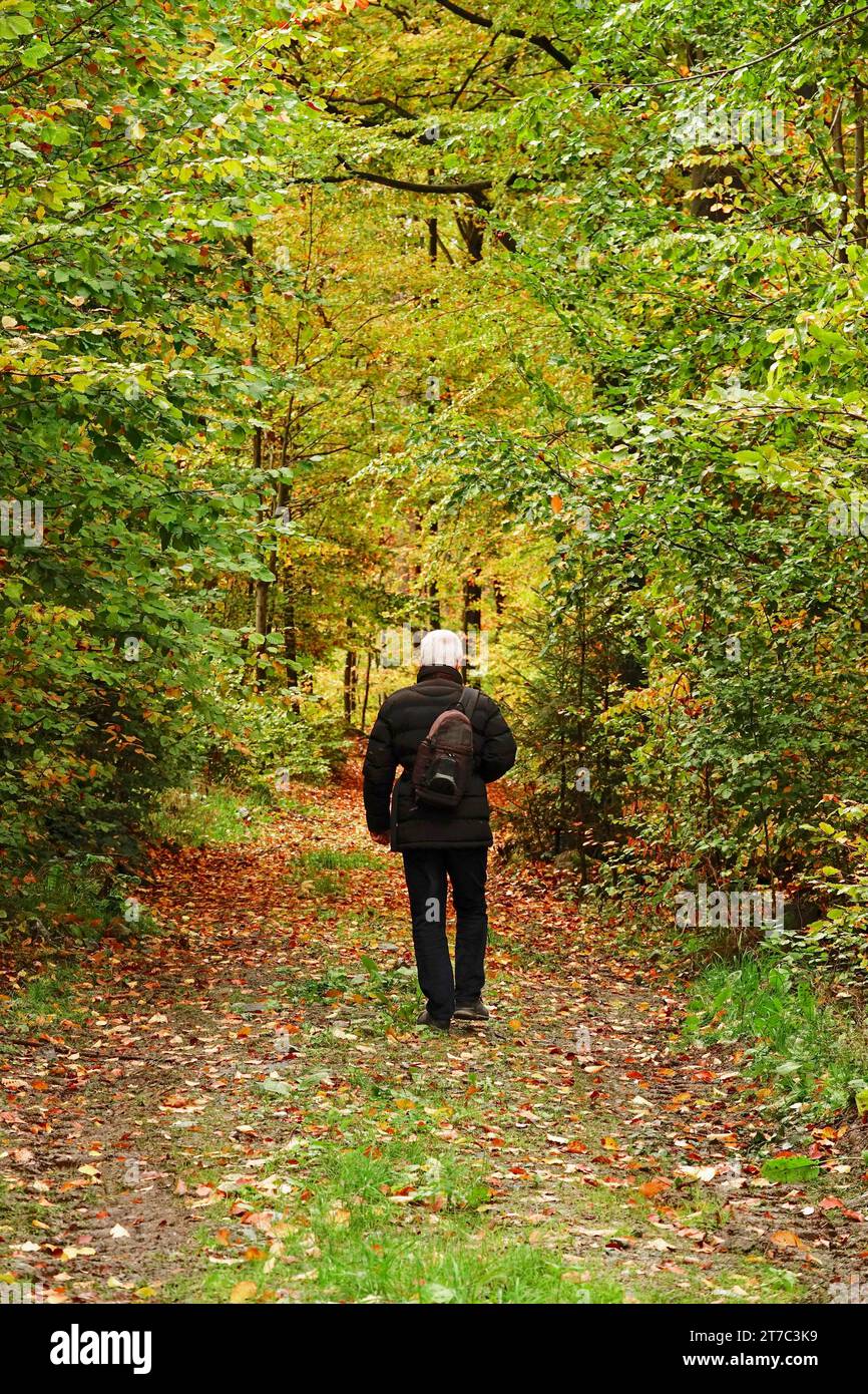 Hike through autumnal forest with photo backpack, October, Germany ...