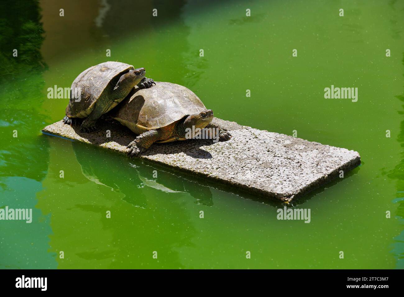 Two turtles (Testudinata), captive, sunbathing on a jetty by a pond ...