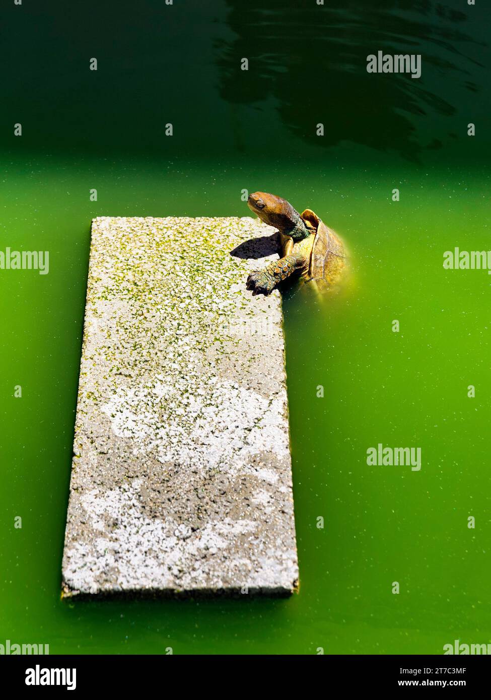 Turtle (Testudinata), captive, climbing out of the water, sunbathing on ...