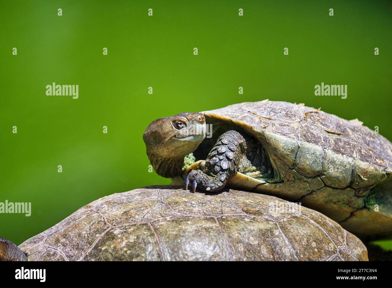 Turtle (Testudinata), captive, sunbathing at the pond, close-up ...