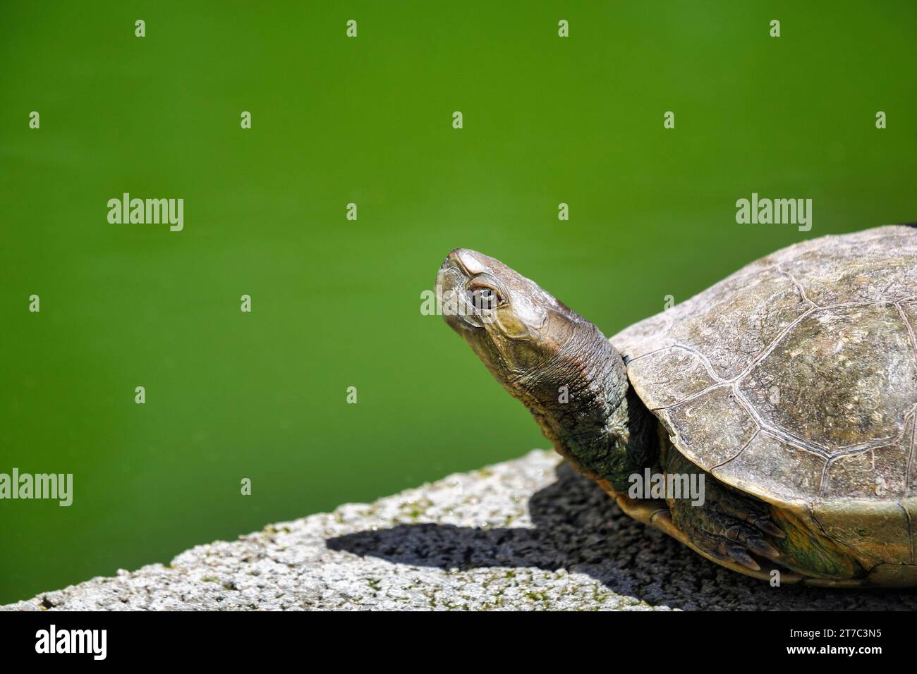 Turtle (Testudinata), captive, sunbathing at the pond, close-up ...