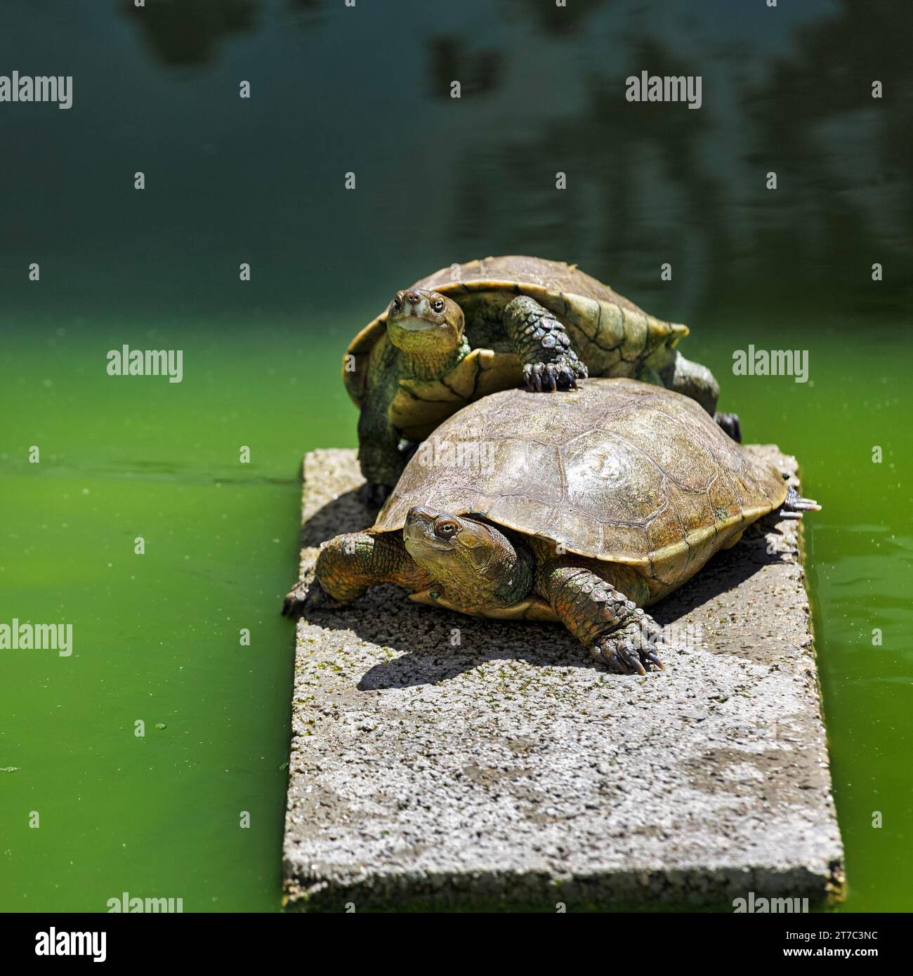 Two turtles (Testudinata), captive, sunbathing on a jetty by a pond ...