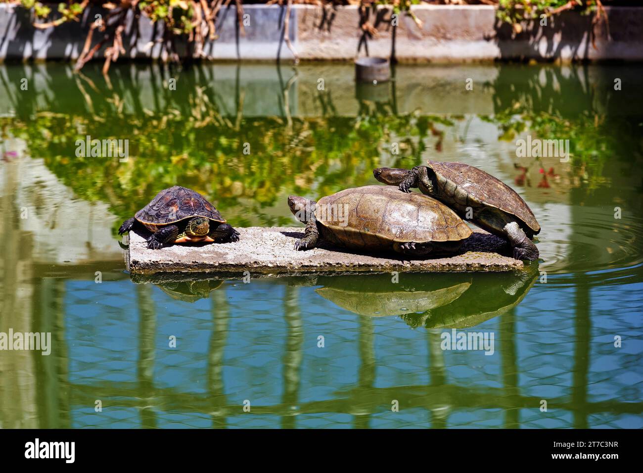 Turtles (Testudinata), captive, sunbathing on jetty at pond, Portugal ...
