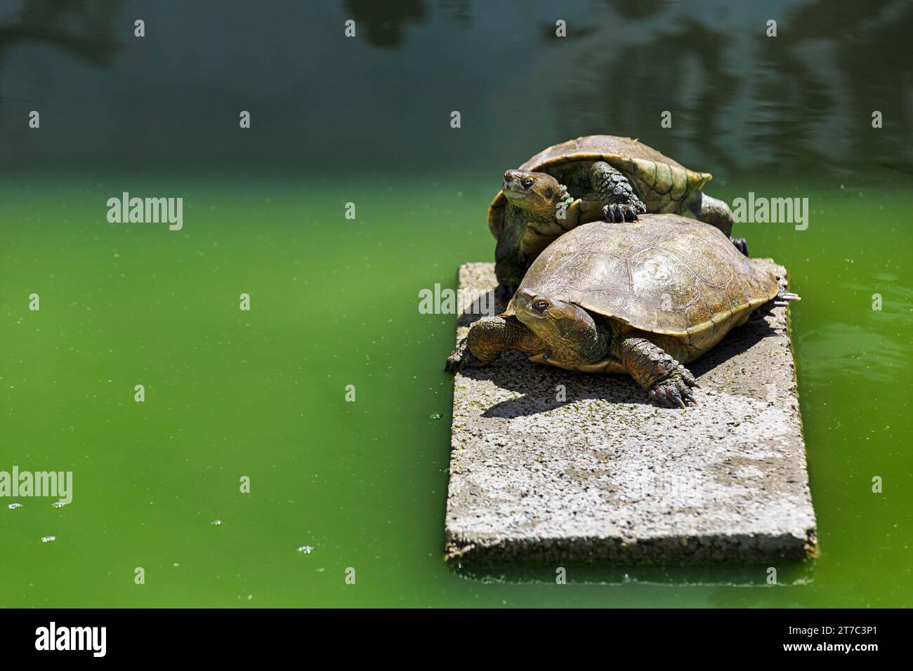 Two turtles (Testudinata), captive, sunbathing on a jetty by a pond ...