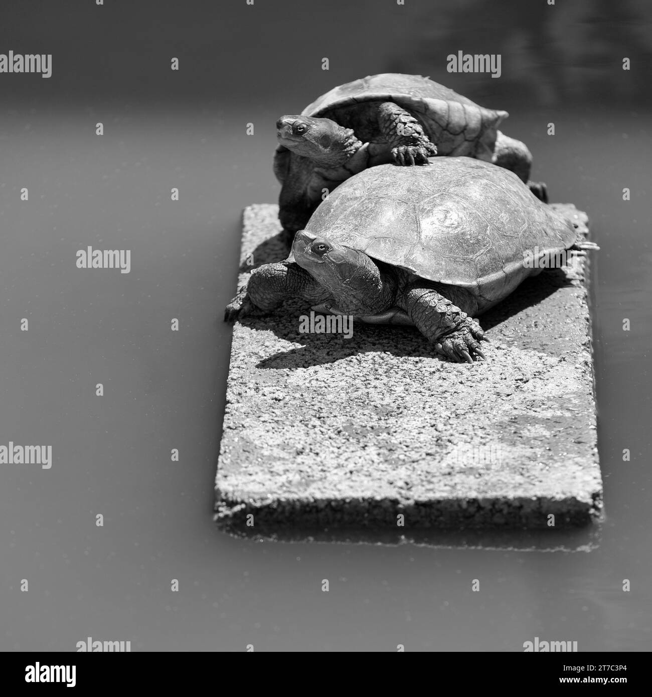 Two turtles (Testudinata), captive, sunbathing on jetty at pond ...