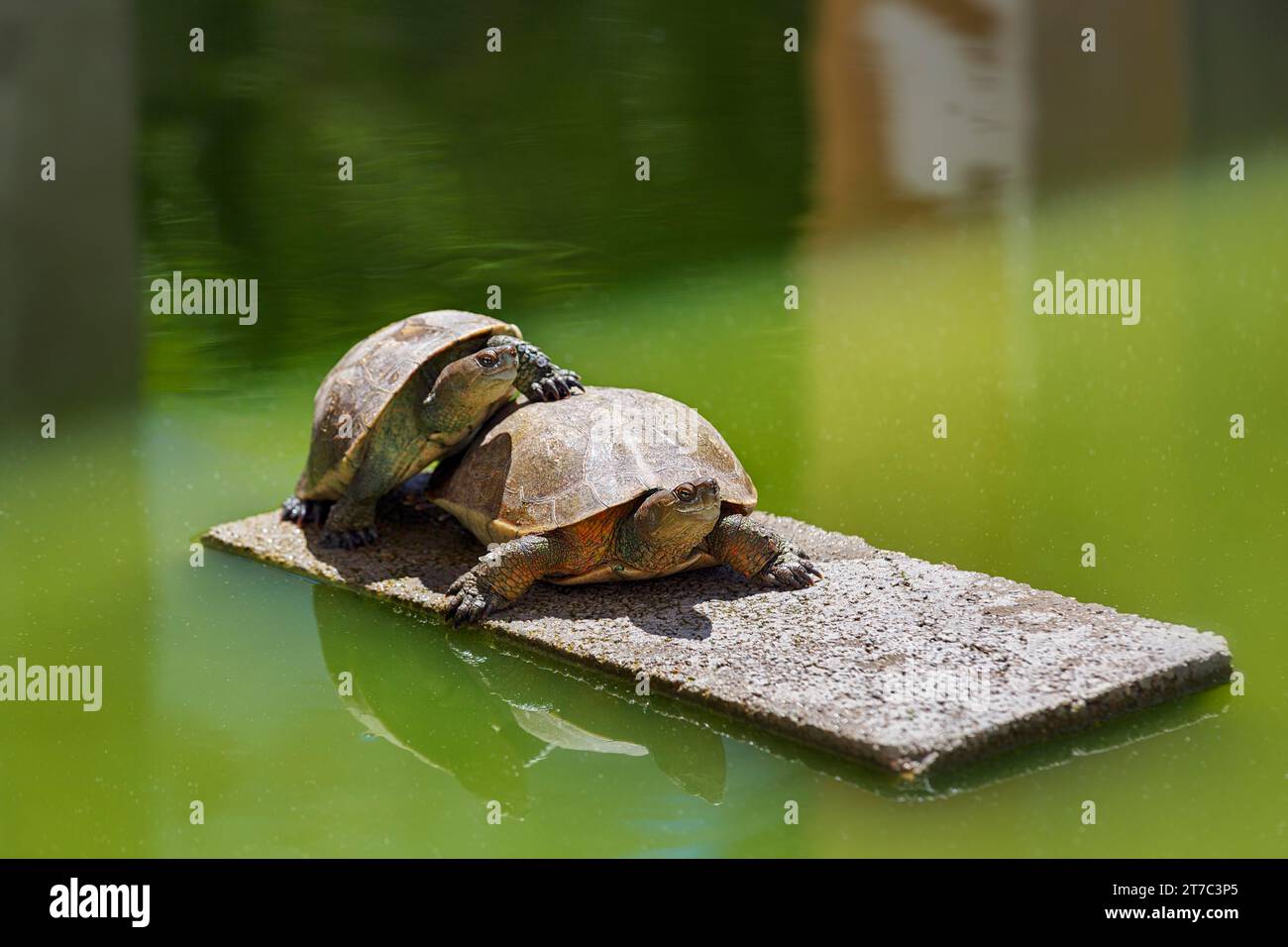 Two turtles (Testudinata), captive, sunbathing on a jetty by a pond ...