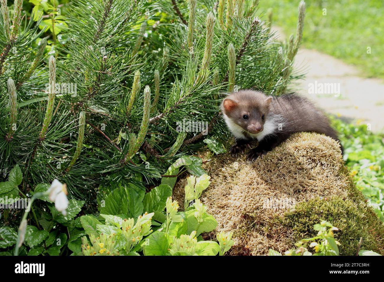 Beech marten (Martes foina) ca.6 weeks old young exploring the garden ...