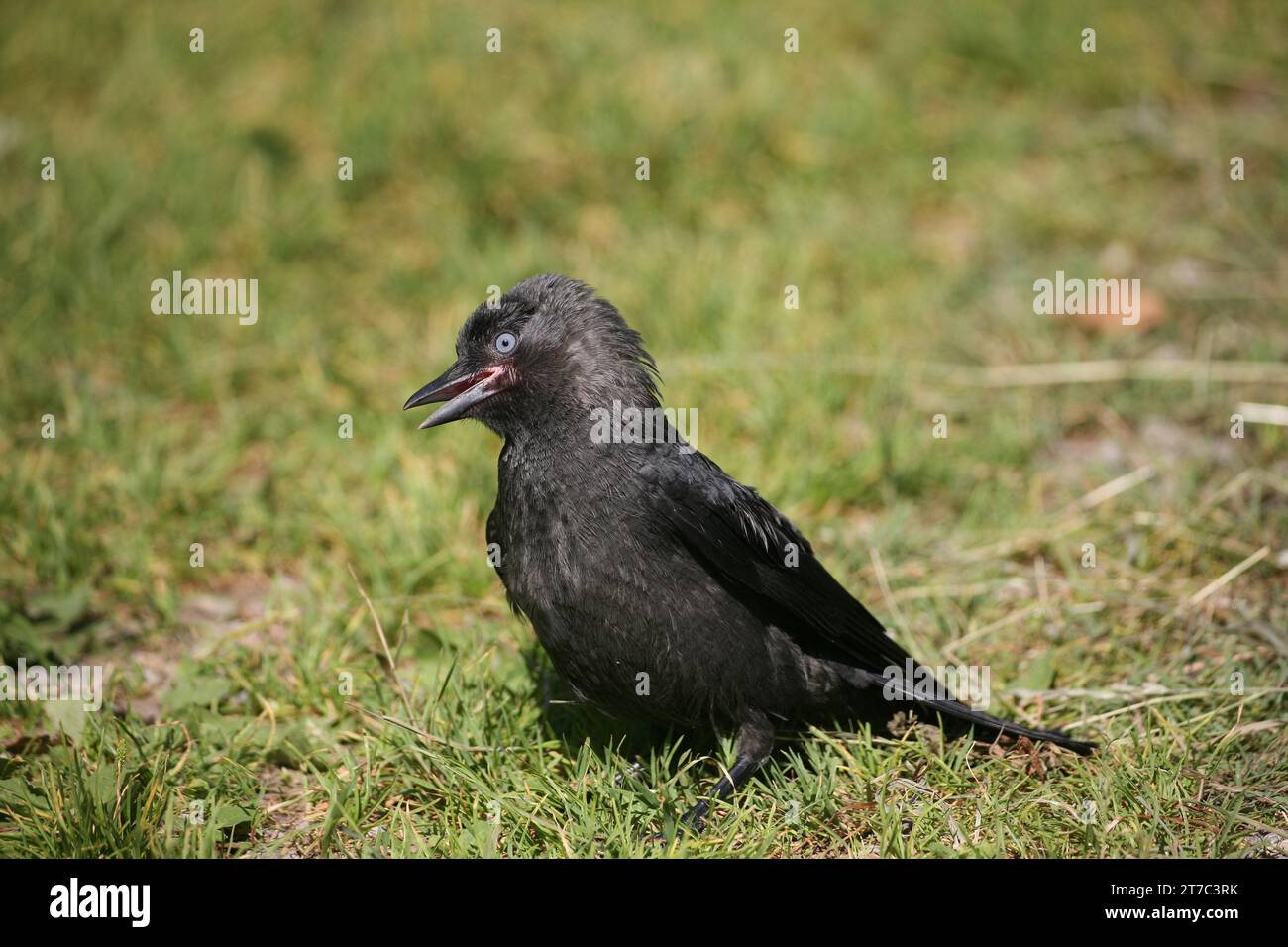 Western jackdaw (Corvus monedula) fledgling, Allgaeu, Bavaria, Germany ...