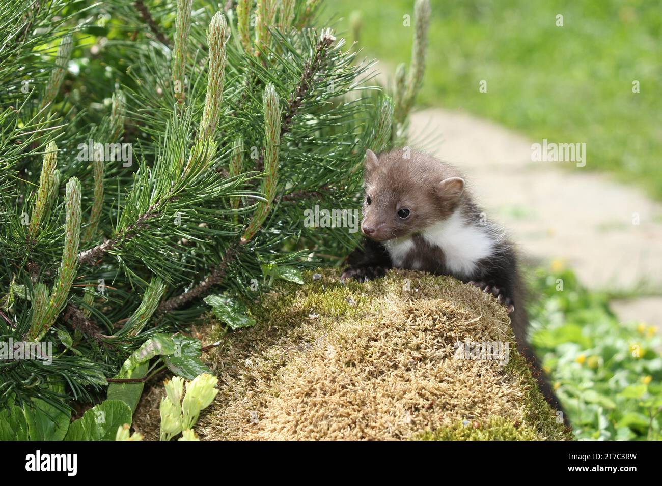 Beech marten (Martes foina) ca.6 weeks old young exploring the garden ...