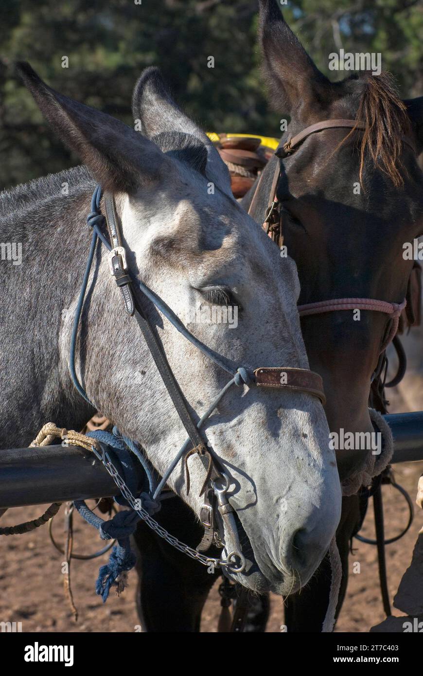 Mule, Muli (Mulus) Breeding from horse and donkey Stock Photo - Alamy