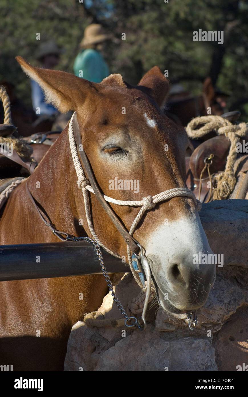 Mule, Muli (Mulus) Breeding from horse and donkey Stock Photo - Alamy