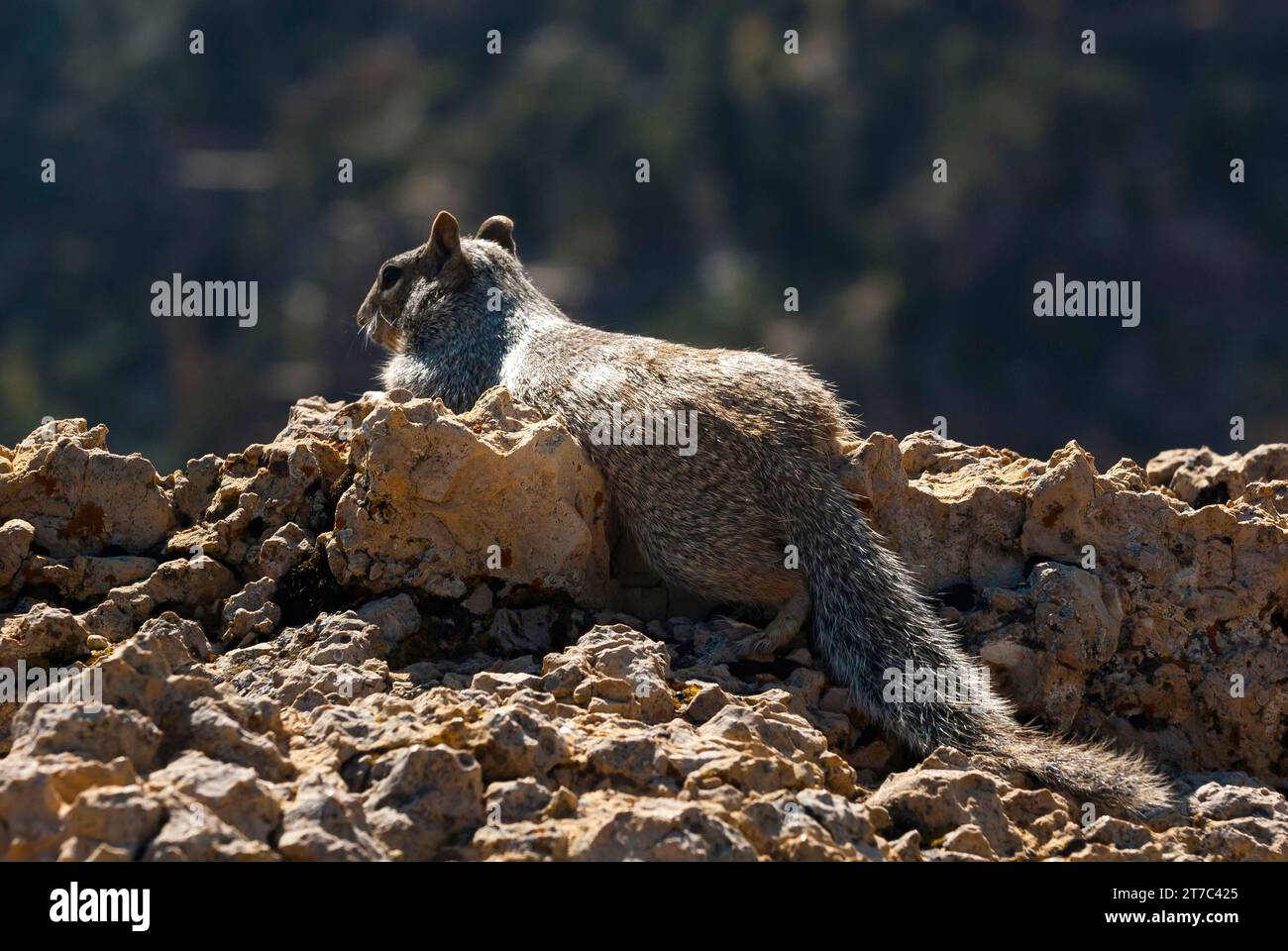 Ground squirrel (Ammospermophilus harrisi), South Rim in the Grand ...