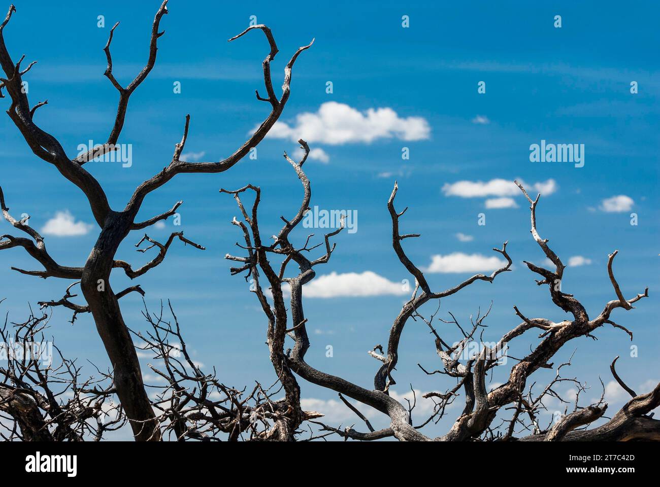 Burnt tree branch hi-res stock photography and images - Alamy